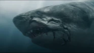 Megalodon | Meg book series Wiki | Fandom