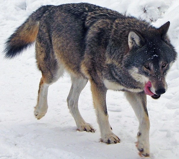 Common wolf | Megraptor Wiki | Fandom