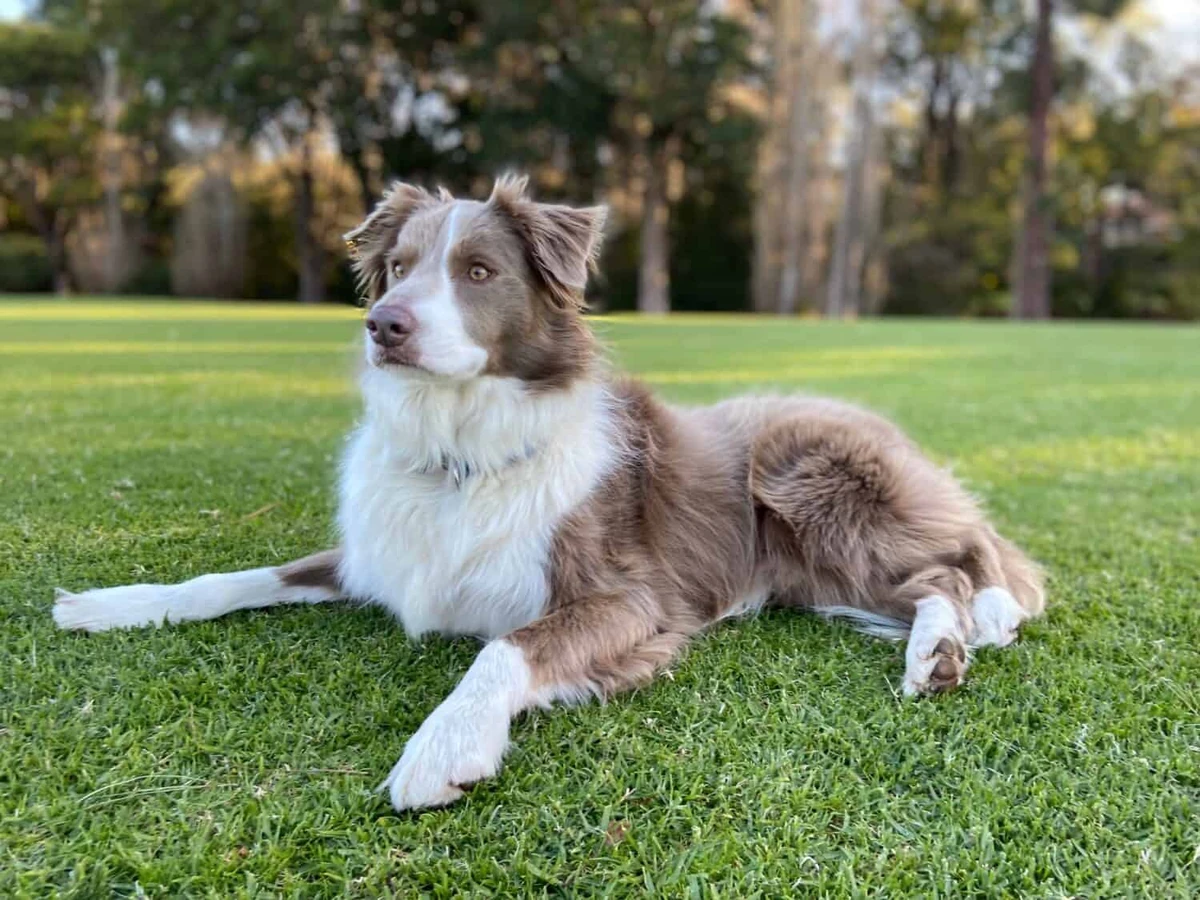 Border collie | Megraptor Wiki | Fandom