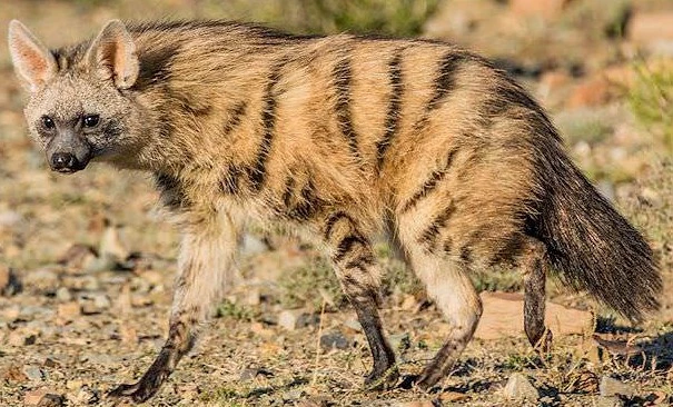 Aardwolf | Megraptor Wiki | Fandom