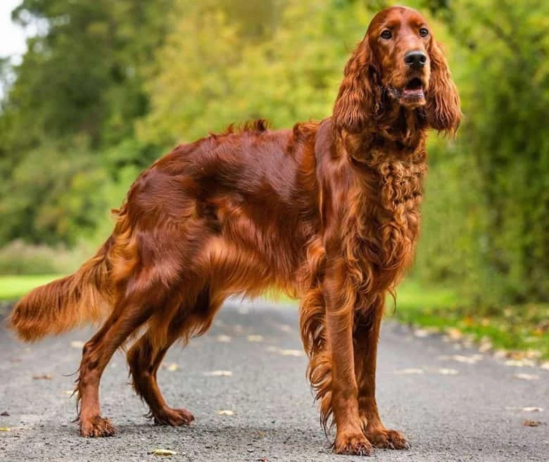 Irish setter | Megraptor Wiki | Fandom