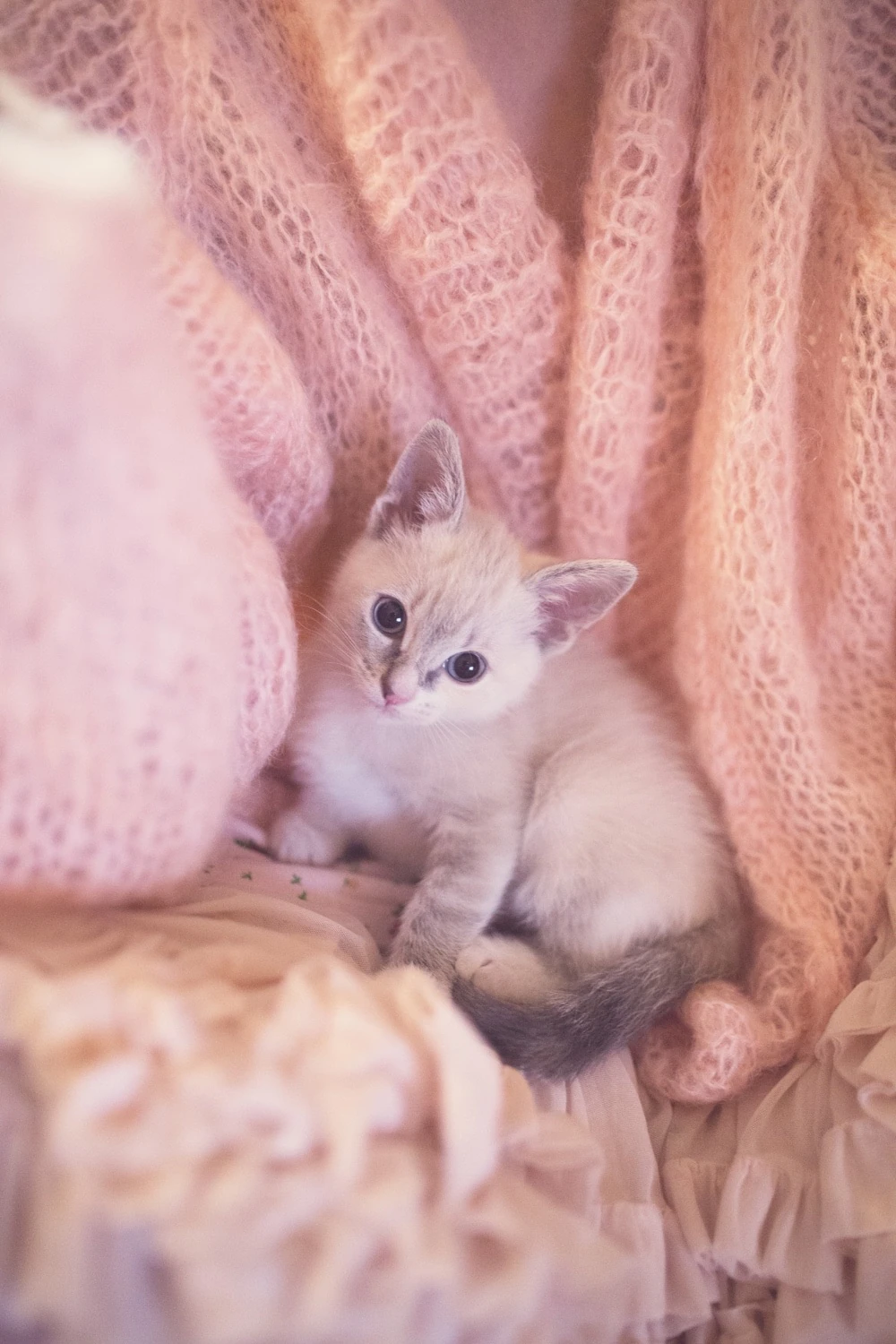 Penny Kitty Sleep Over Photo Shoot | Melanie Martinez Wiki | Fandom