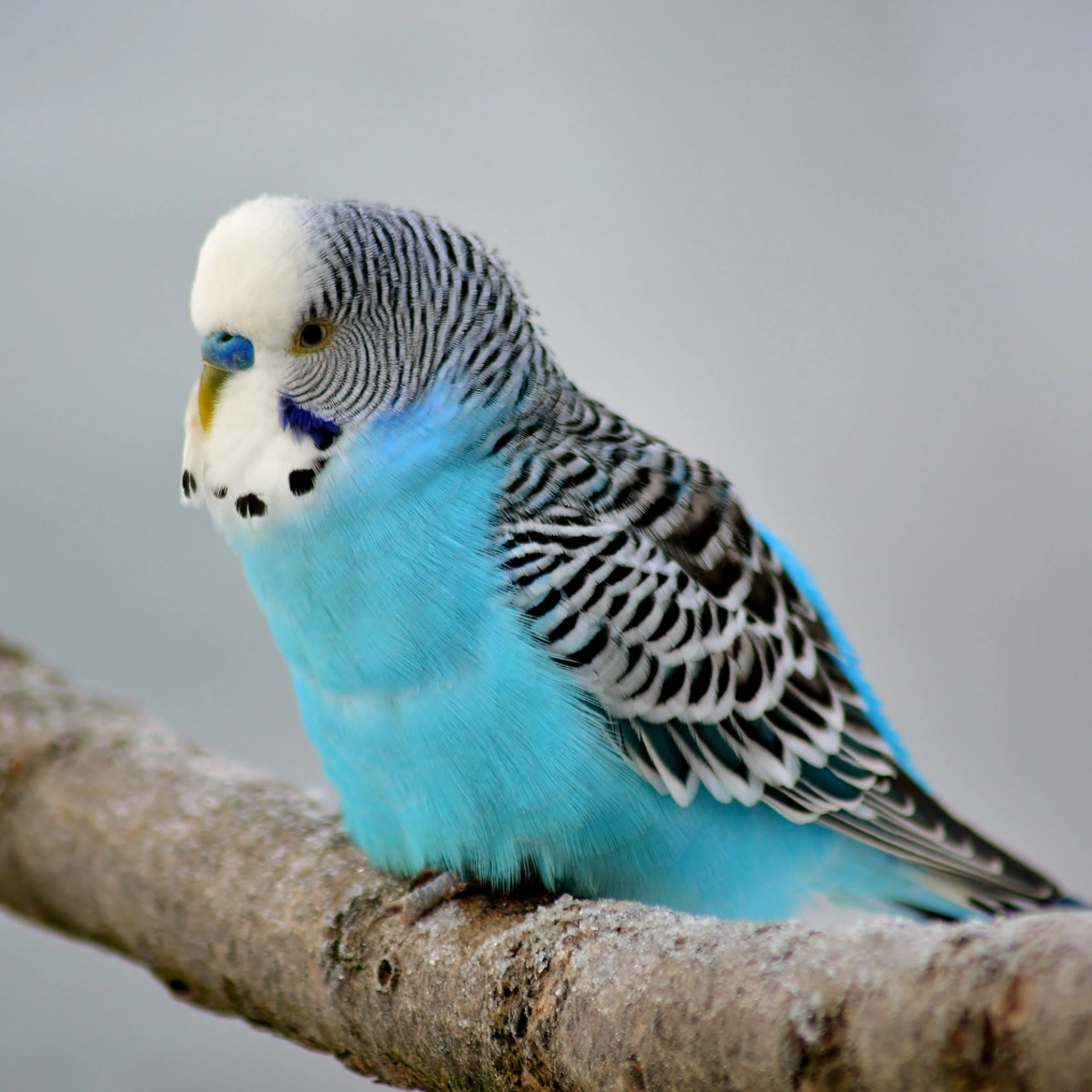 Budgie | Mellowbear Wiki | Fandom