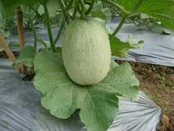 Sky Rocket Melon | Melons Wiki | Fandom