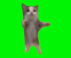 Happy Cat | Meme Cat Wiki | Fandom