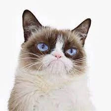 List of Meme Cats | Meme Cat Wiki | Fandom