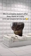 Chipi Chipi Chapa Chapa Cat | Meme Cats Wiki | Fandom