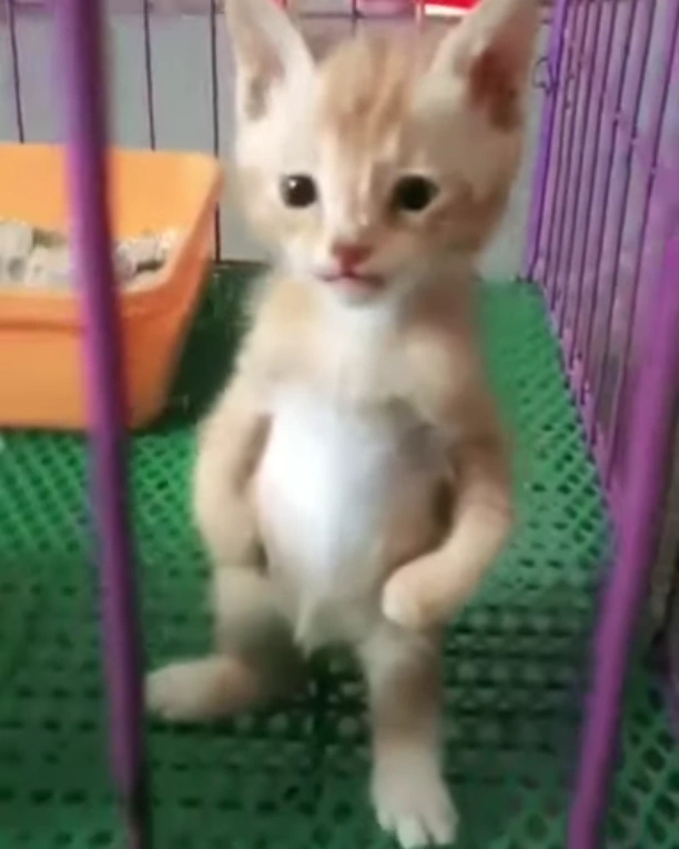 Michael | Meme Cats Wiki | Fandom