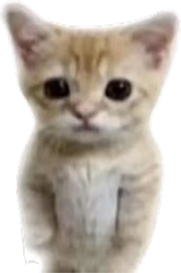 El Gato | Meme Cats Wiki | Fandom