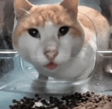 Mr. Shock | Meme Cats Wiki | Fandom