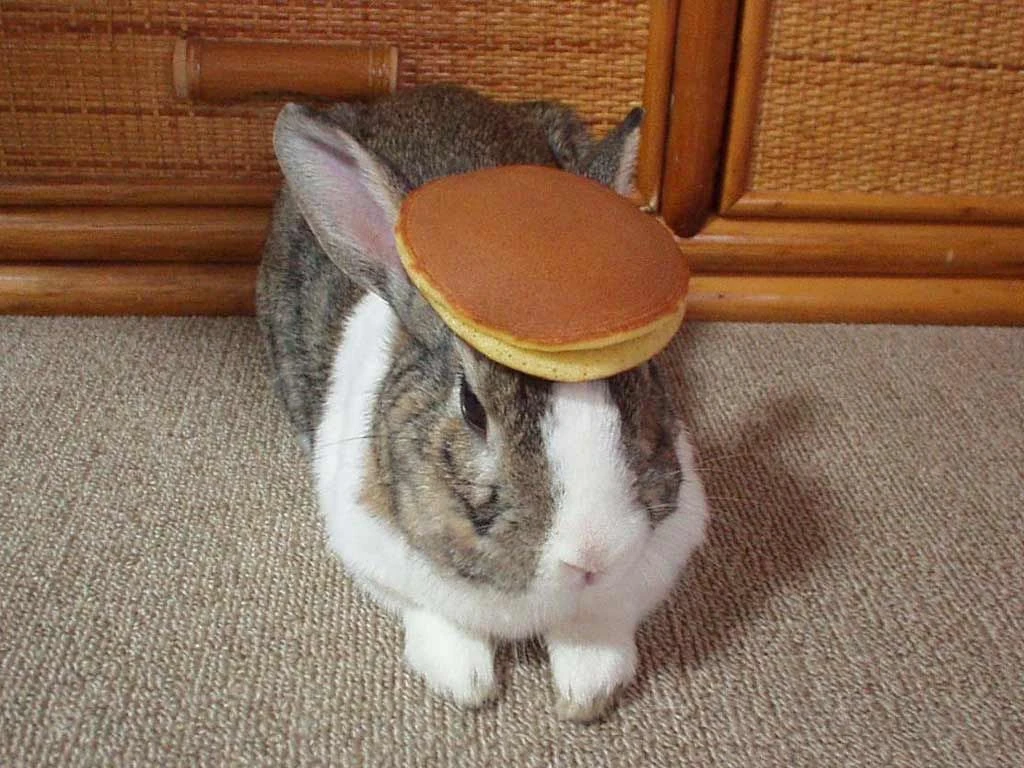 Pancake Bunny | Teh Meme Wiki | Fandom