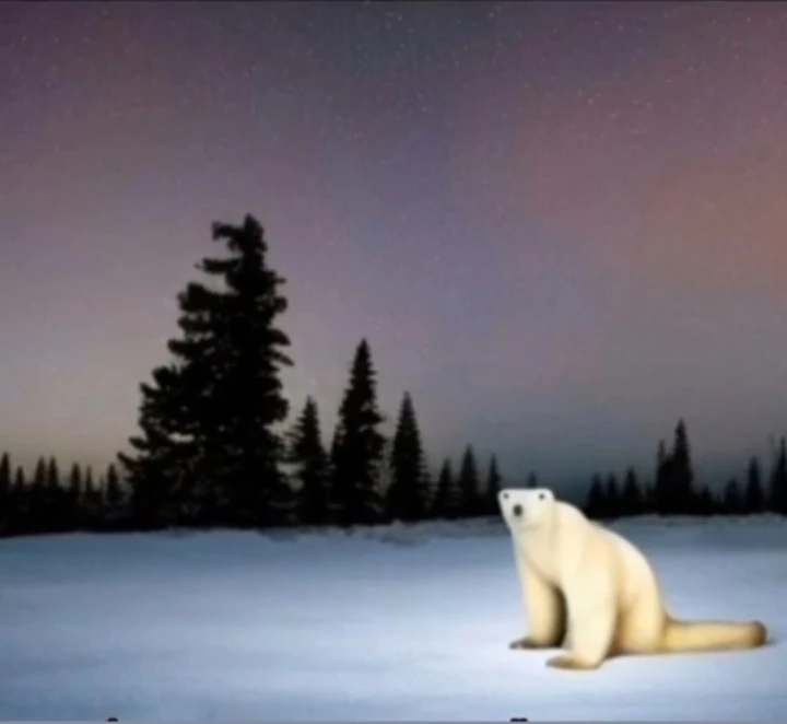 Polar Bear 2026 | Teh Meme Wiki | Fandom