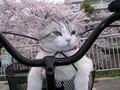 Bikecat | Teh Meme Wiki | Fandom
