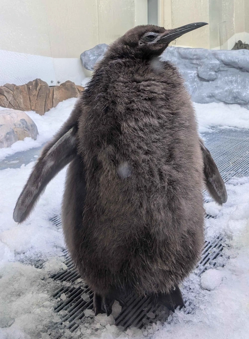 Pesto Penguin | Teh Meme Wiki | Fandom