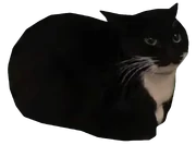 Maxwell Cat | Teh Meme Wiki | Fandom