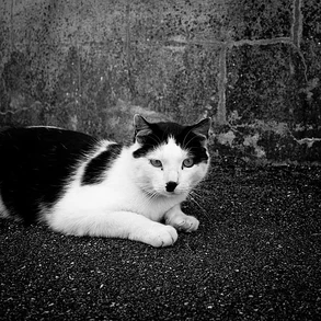 Cats That Look Like Hitler! | Teh Meme Wiki | Fandom