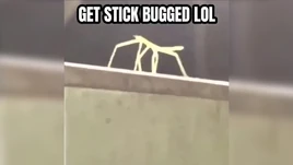 Stickbug Teh Meme Wiki Fandom