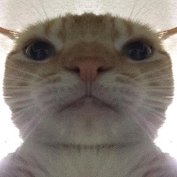 Swag Cat | Teh Meme Wiki | Fandom