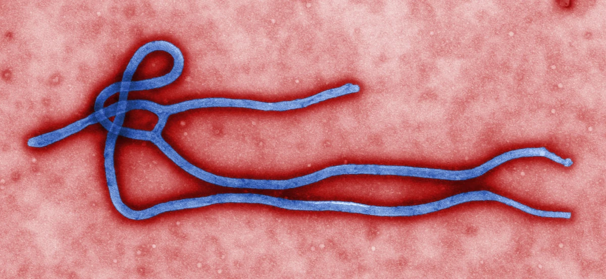 Ebola | Teh Meme Wiki | Fandom