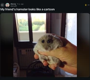Hampter | Teh Meme Wiki | Fandom