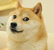 Doge | Meme Wiki | Fandom