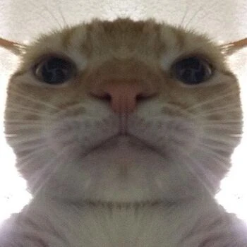 Swag Cat | Memespedia | Fandom