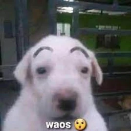 Waos | Memespedia | Fandom