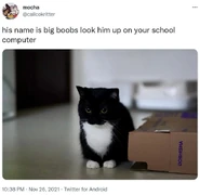 Maxwell the Cat | Memespedia | Fandom