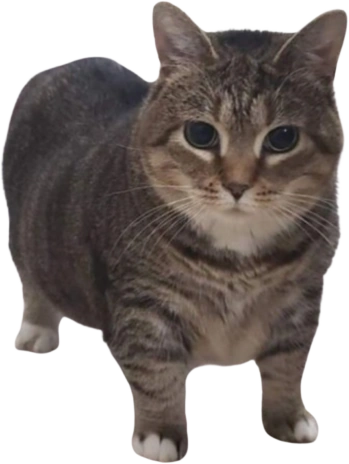 OIA Cat | Memespedia | Fandom