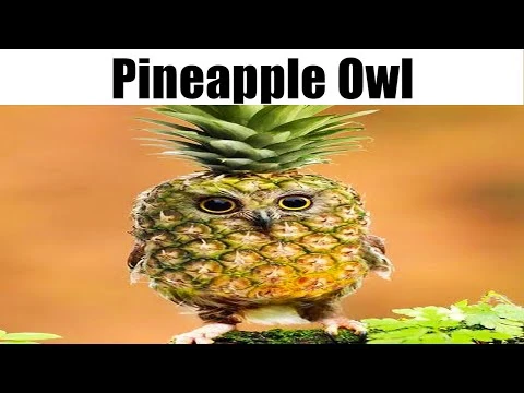 Pineapple Owl/Galería de Vídeos | Memespedia | Fandom