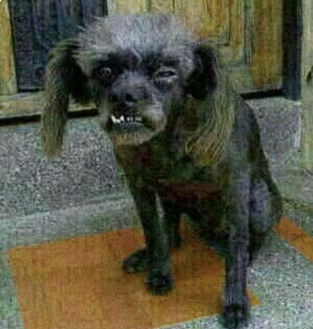 Mierdon | Memespedia | Fandom