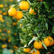 AMysticalOrange | MemesMythos Wiki | Fandom