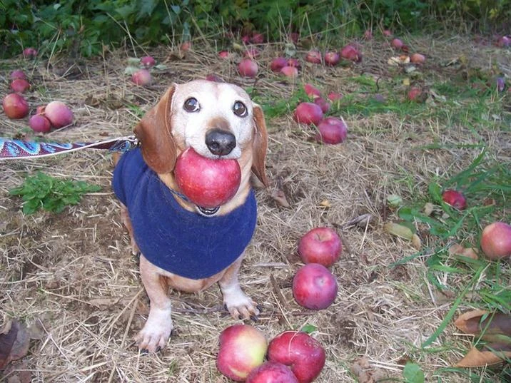 Apple Dog | Memeverse: The Card Game Wiki | Fandom
