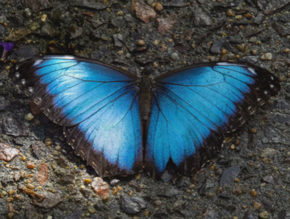 Entity 6 - The Butterfly of Memory 3 | Memorial concentral Wiki | Fandom