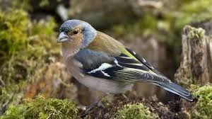 Entity 7 - The Birds | Memorial concentral Wiki | Fandom