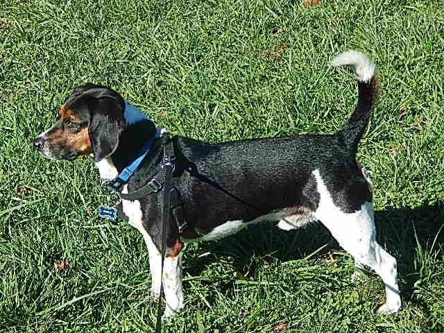 Merlin (beagle) | Memory Gamma | Fandom