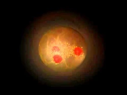 Gluonic microscope | Memory Gamma | Fandom