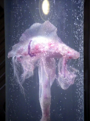 Sullin | Memory Beta Wiki | Fandom