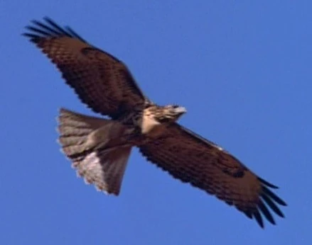 Hawk (bird) | Memory Alpha | Fandom