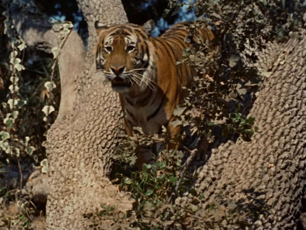 Tiger | Memory Alpha, das Star-Trek-Wiki | Fandom