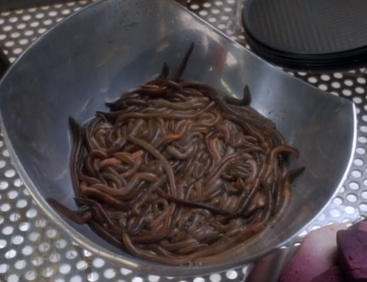 Racht | Memory Alpha | Fandom