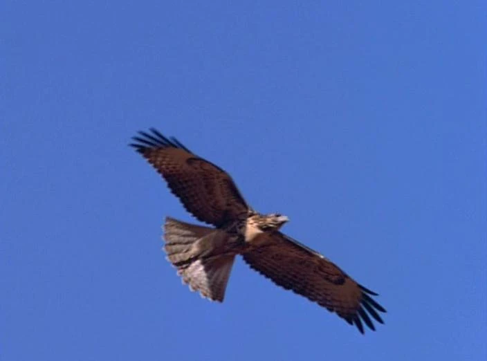 Falke | Memory Alpha, das Star-Trek-Wiki | Fandom