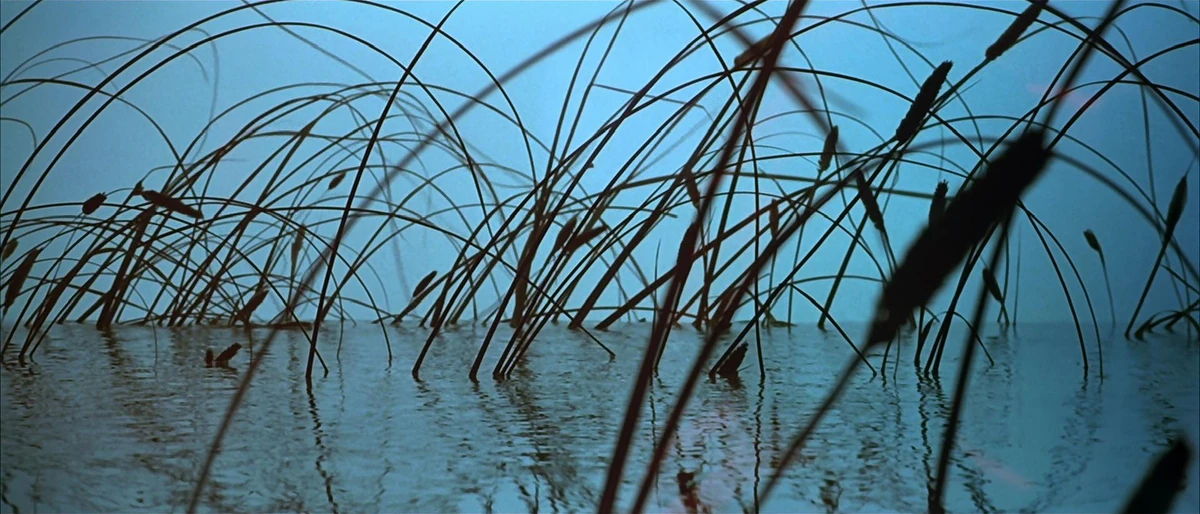 Reed (plant) | Memory Alpha | Fandom