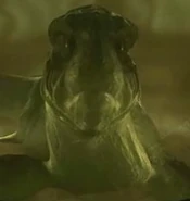 Xindi | Memory Alpha, das Star-Trek-Wiki | Fandom