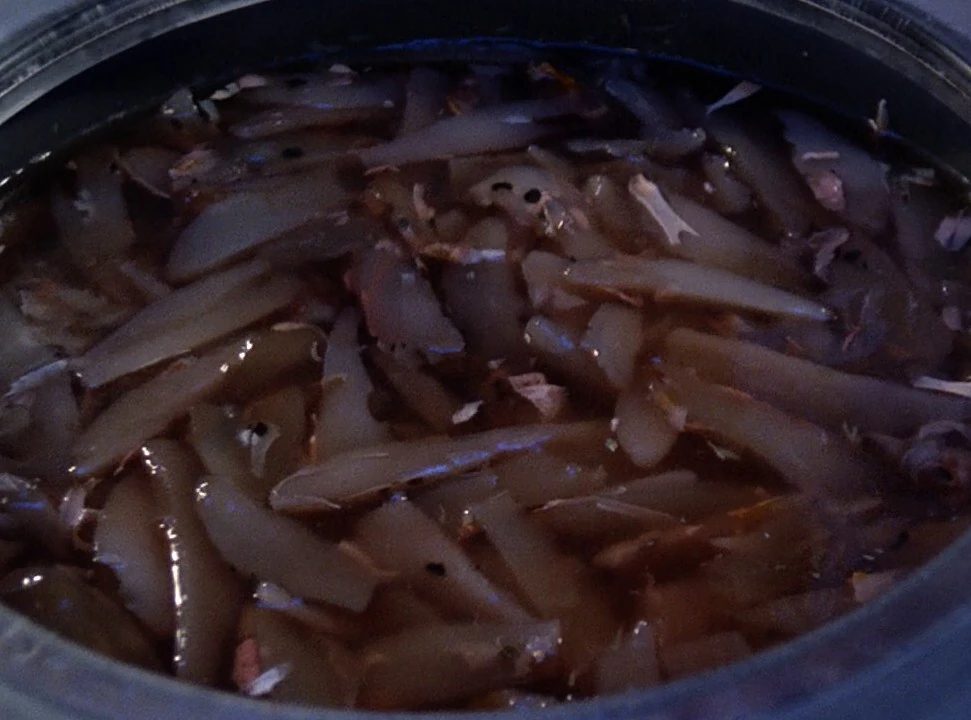 Vermicula | Memory Alpha | Fandom