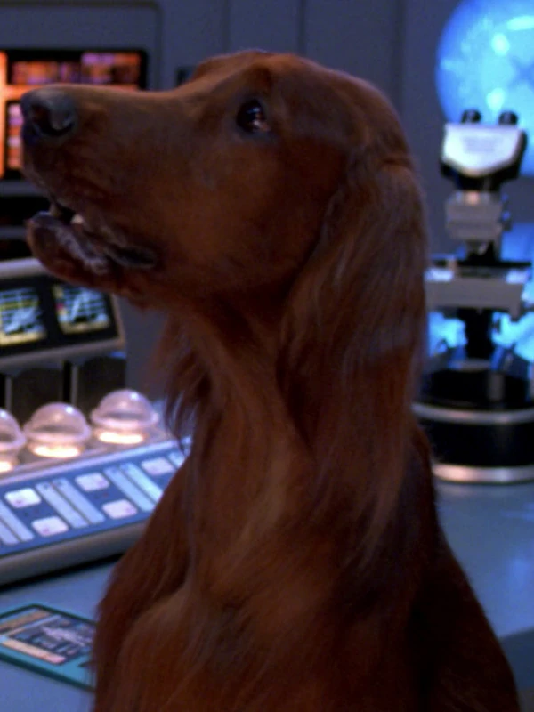 Irish Setter | Memory Alpha, das Star-Trek-Wiki | Fandom