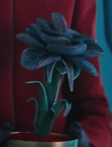 Succulent | Memory Alpha | Fandom