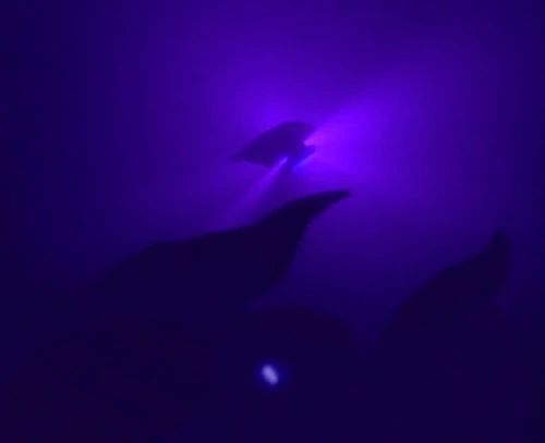 Toh-maire | Memory Alpha, das Star-Trek-Wiki | Fandom