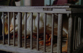 Duck | Memory Alpha | Fandom