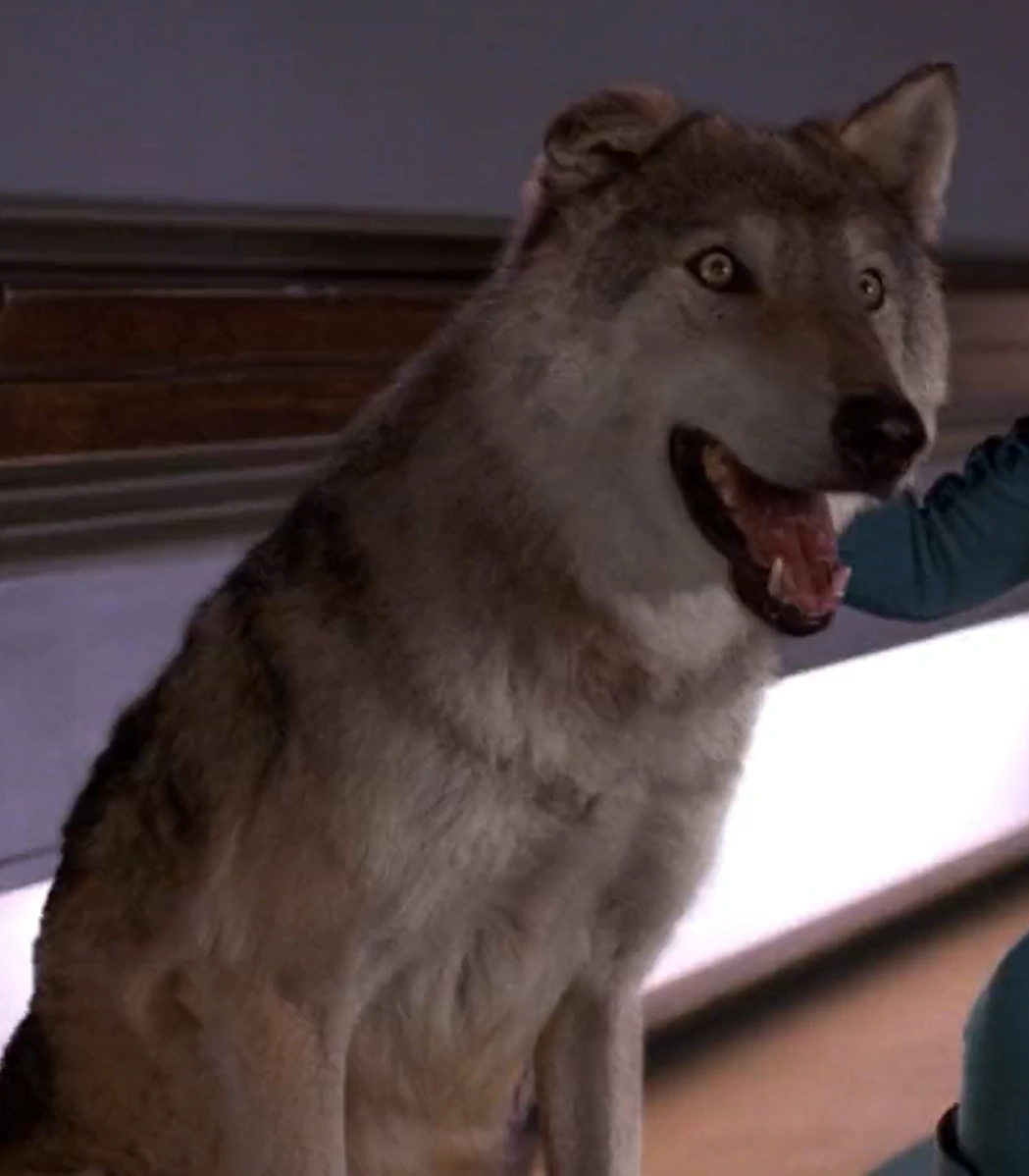 Dances With Wolves Two Socks